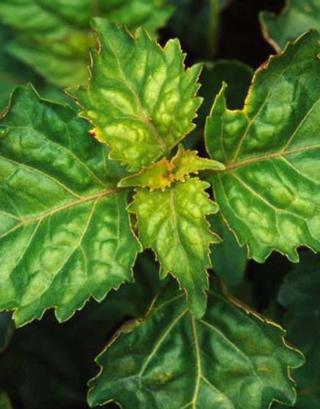 Indisches patschuli (Pogostemon cablin) - PictureThis