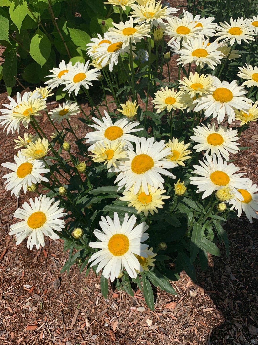 Leucanthemum - PictureThis
