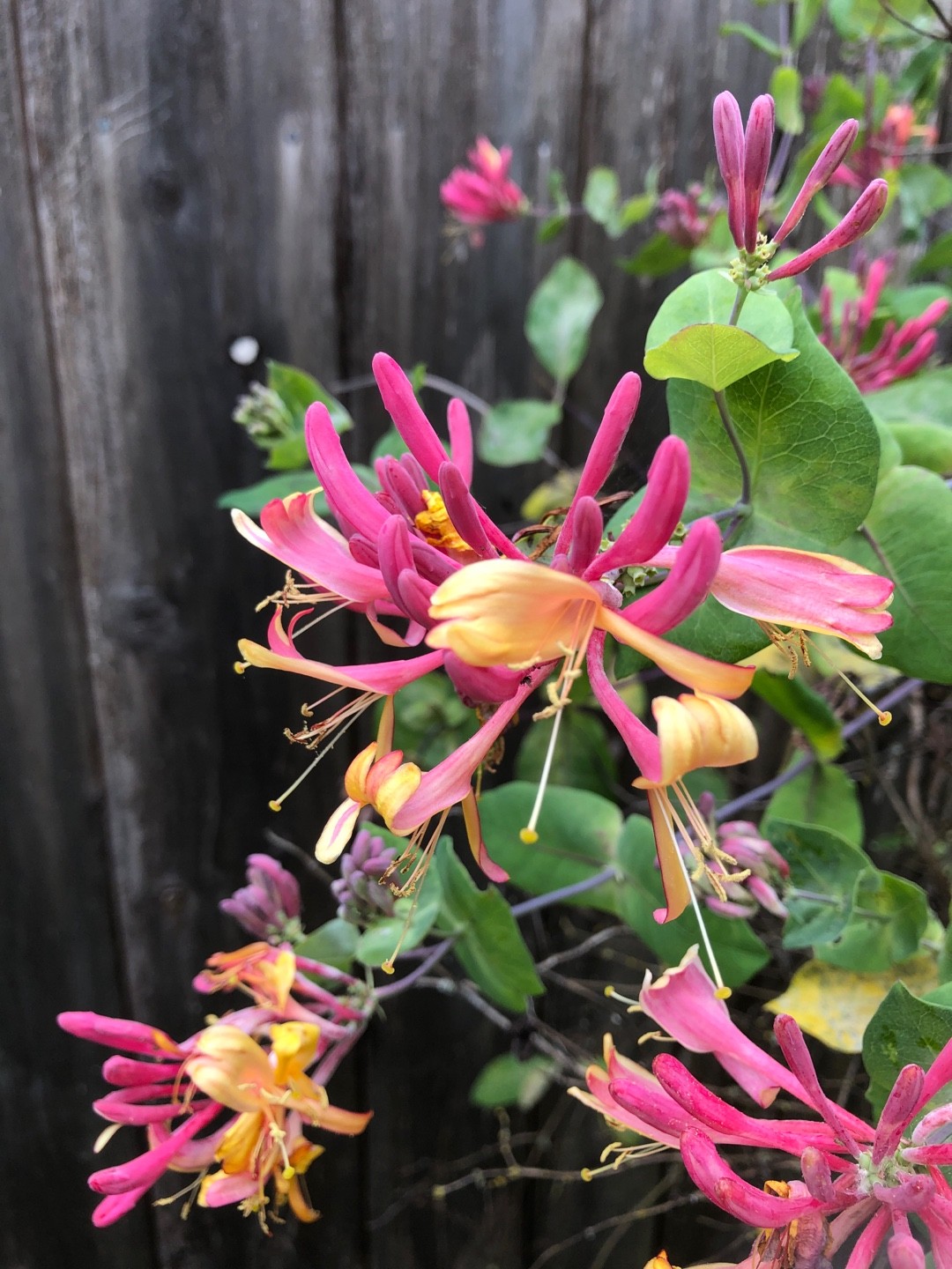 スイカズラ属 (Lonicera) 花言葉，毒性，よくある質問 - PictureThis