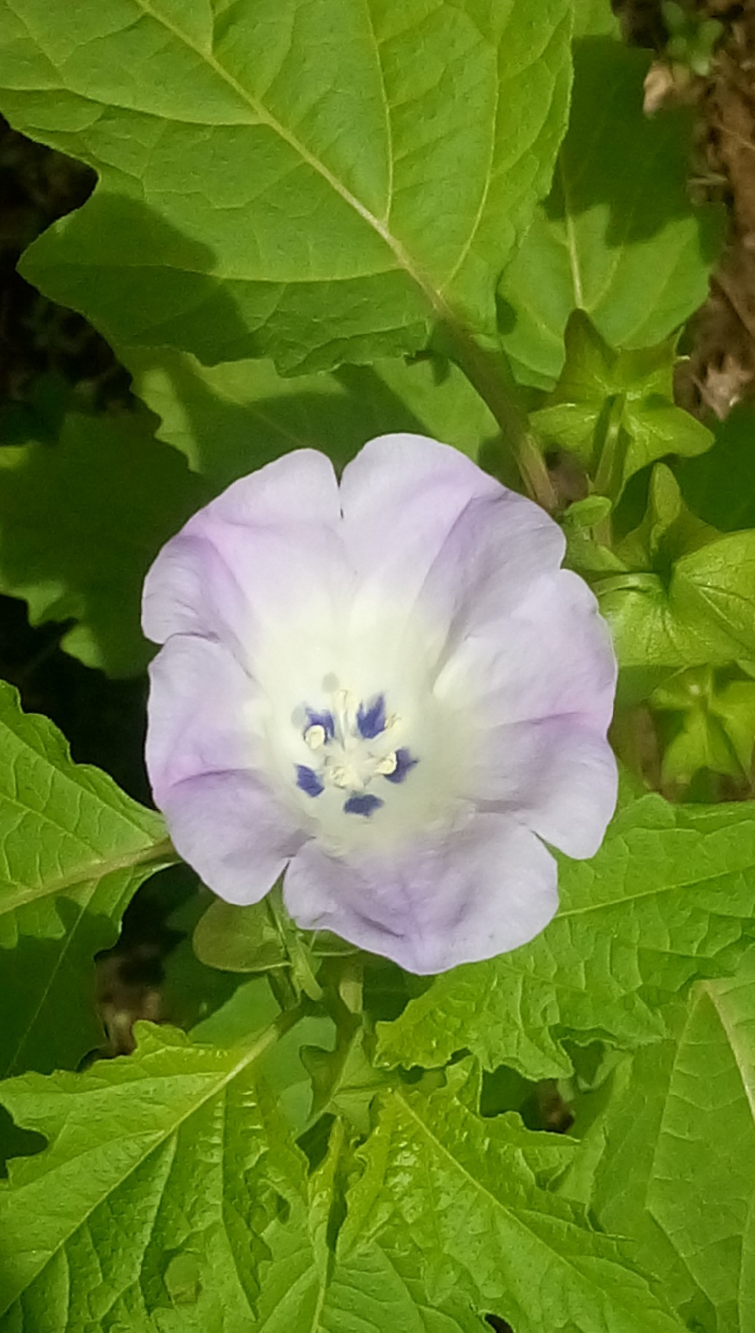 Nicandra Care (Watering, Fertilize, Pruning, Propagation) - PictureThis