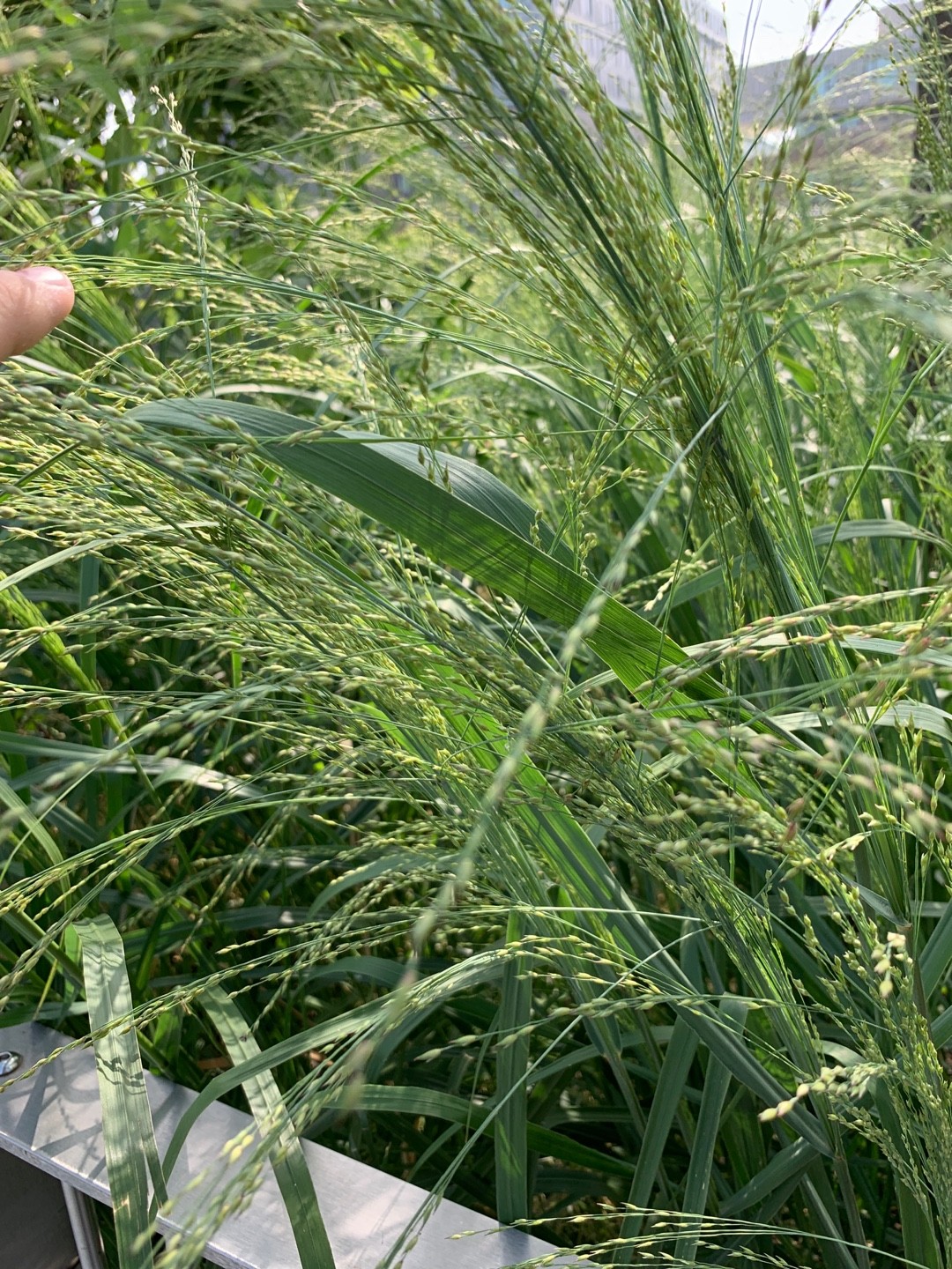 Bitter panicum (Panicum amarum) - PictureThis