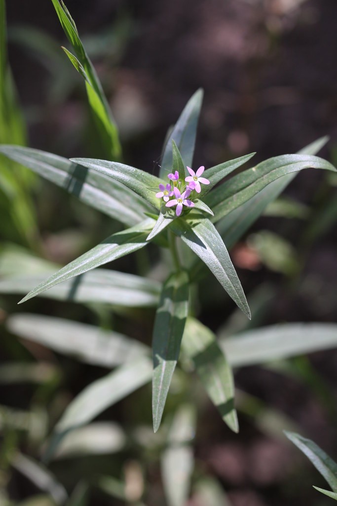 Koelpinia linearis - PictureThis