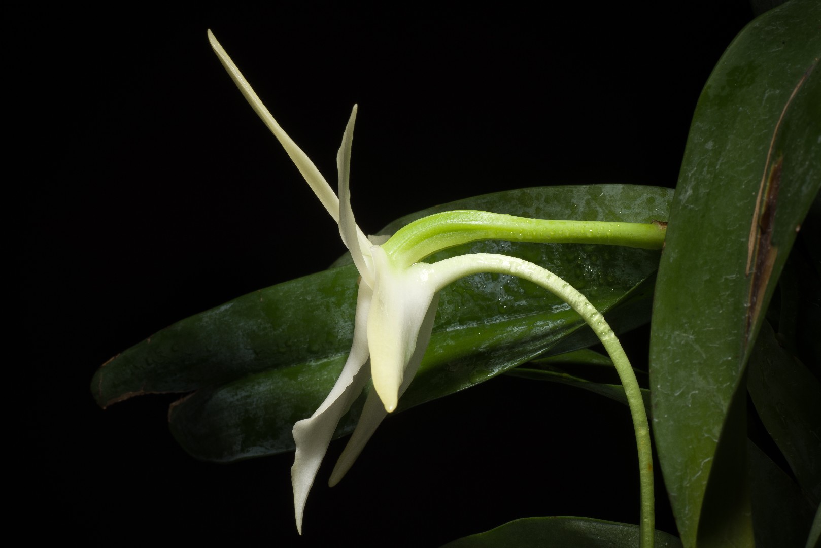 アングレカム・セスキペダレ (Angraecum sesquipedale) 花言葉，毒性，よくある質問 - PictureThis