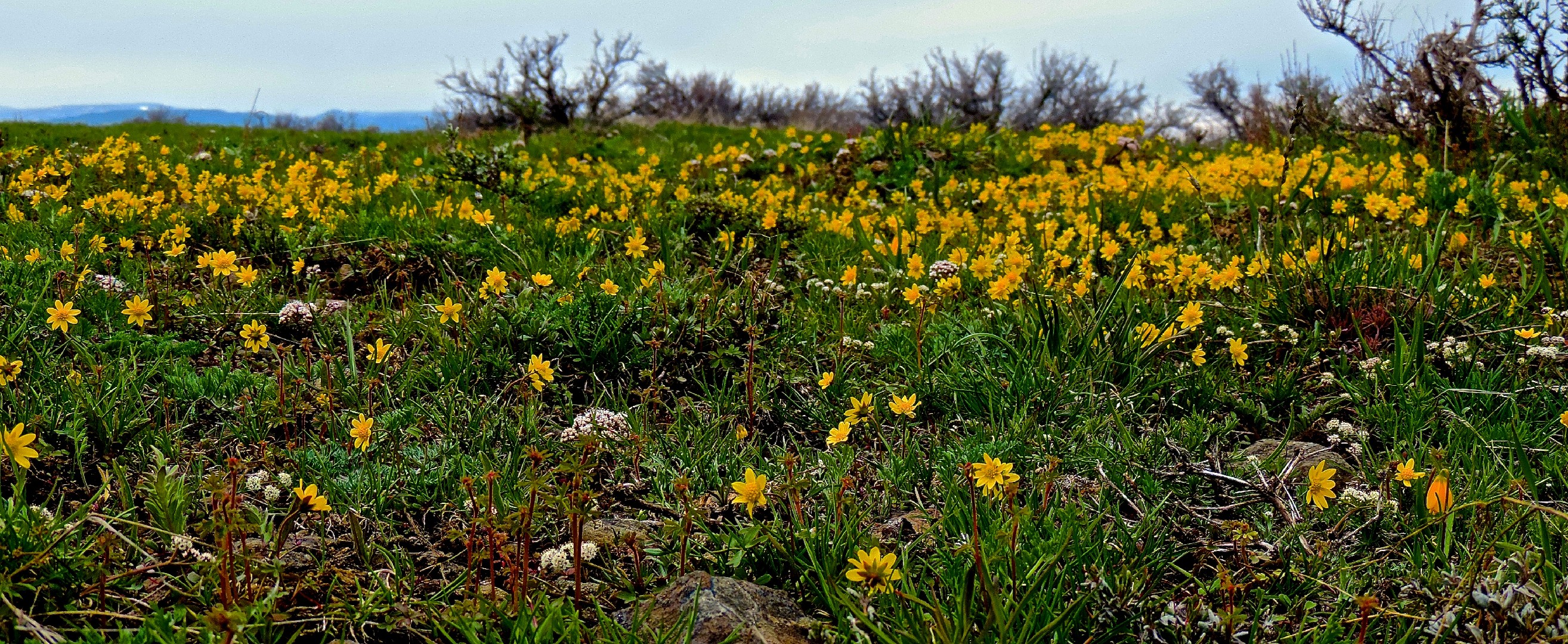 Crocidium multicaule - PictureThis