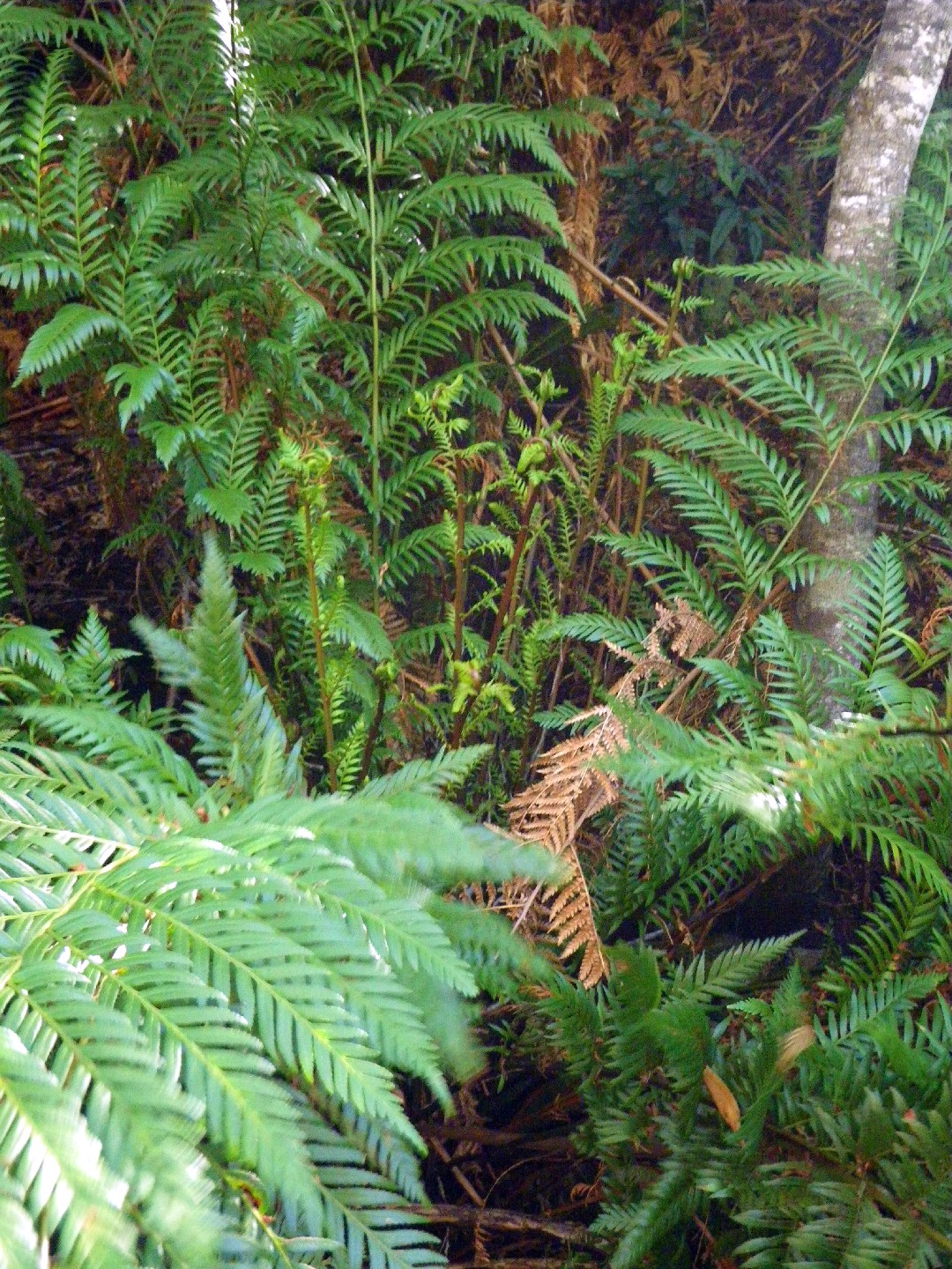 Todea barbara - PictureThis