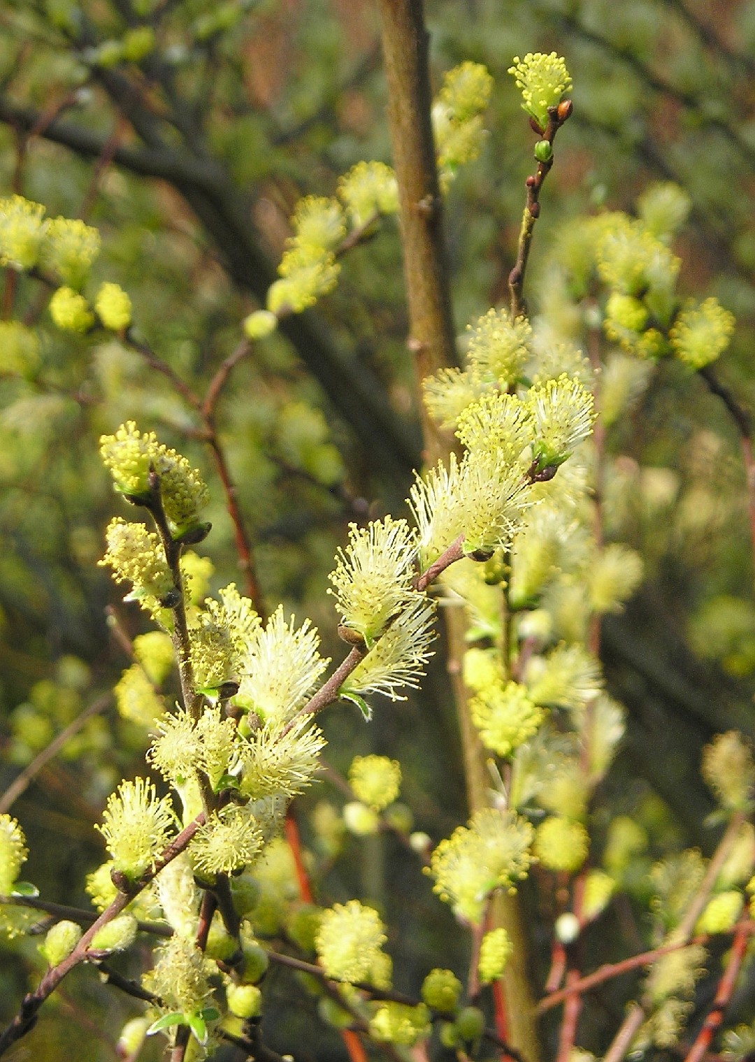 Salgueiro-anão (Salix repens) - PictureThis