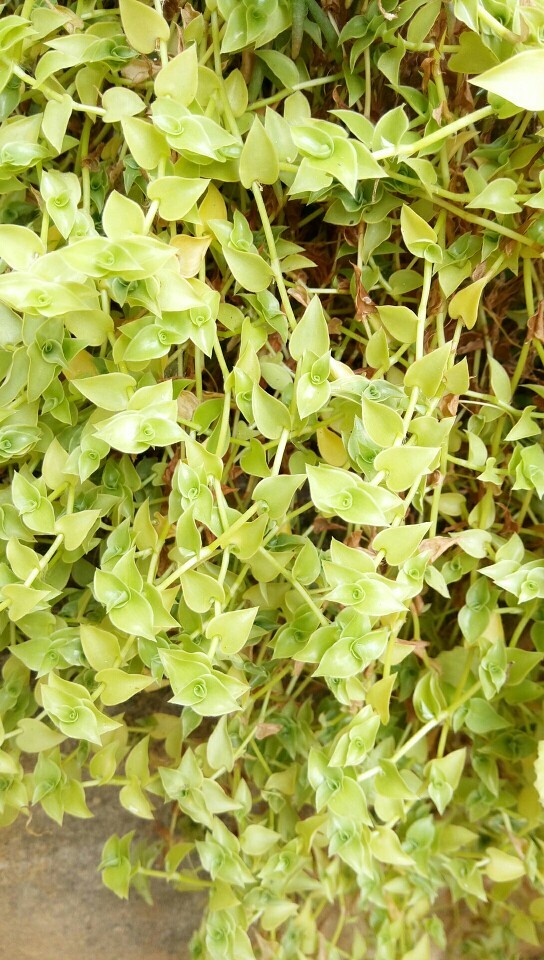 arthraxon (Sphaerocaryum) Flower, Leaf, Care, Uses - PictureThis