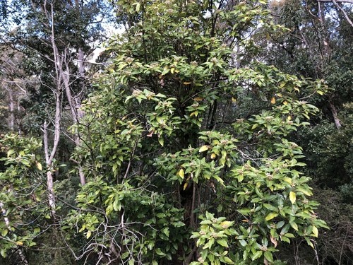 Olearia argophylla - PictureThis