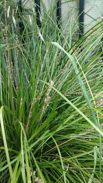 Lastón (Carex paniculata) - PictureThis