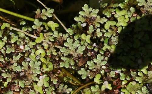 Azolla rubra - PictureThis