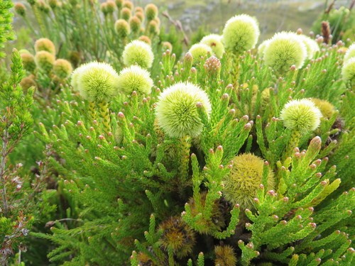 Brunia fragarioides - PictureThis