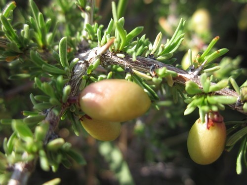 Abrojo (Condalia ericoides) - PictureThis