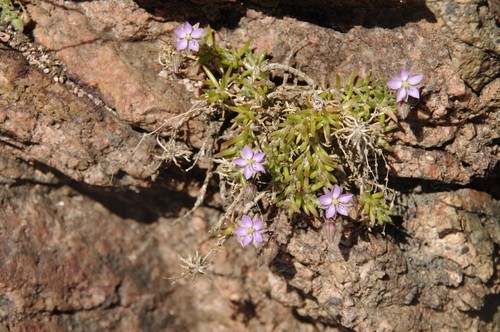 Торичник скальный (Spergularia rupicola) - PictureThis