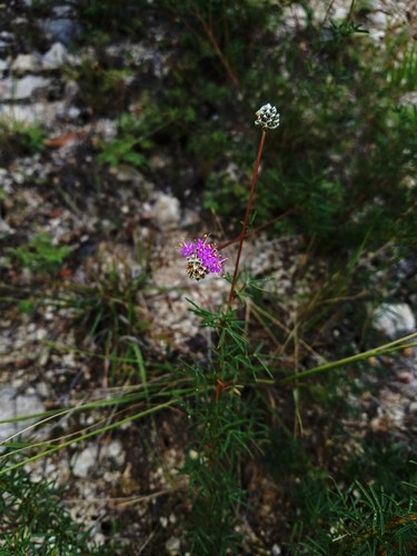 Dalea compacta - PictureThis