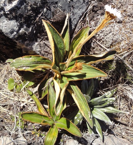 Celmisia traversii - PictureThis