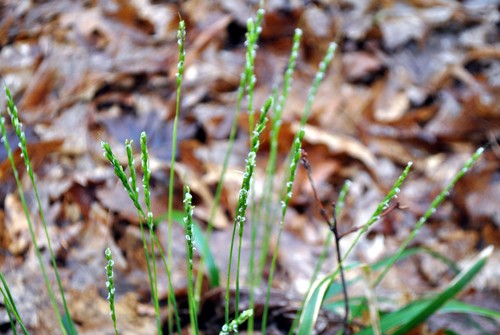 Roughleaf ricegrass (Oryzopsis asperifolia) Flower, Leaf, Care, Uses ...