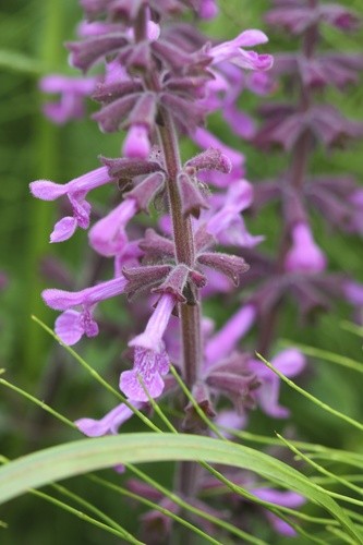 Coastal hedge-nettle (Stachys chamissonis) Flower, Leaf, Care, Uses ...