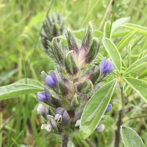 Common scurf pea (Psoralea esculenta) Flower, Leaf, Care, Uses ...