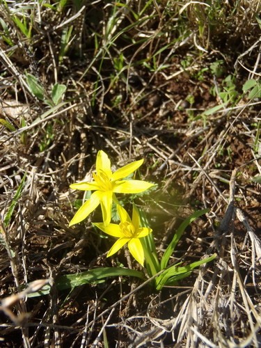 Empodium Flower, Leaf, Care, Uses - PictureThis