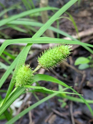 Cattail sedge (Carex typhina) Flower, Leaf, Care, Uses - PictureThis