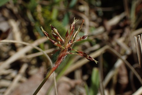 Hairy woodrush (Luzula acuminata) Flower, Leaf, Care, Uses - PictureThis