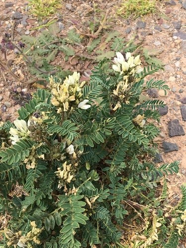 🍀 Cómo cultivar y cuidar una Garbancillo