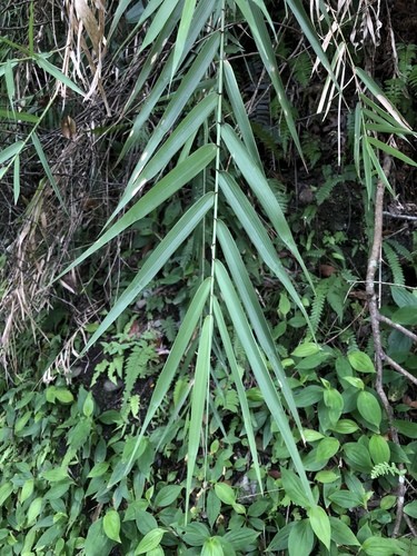 How to Plant and Grow Taiwan grass(Arundo formosana)
