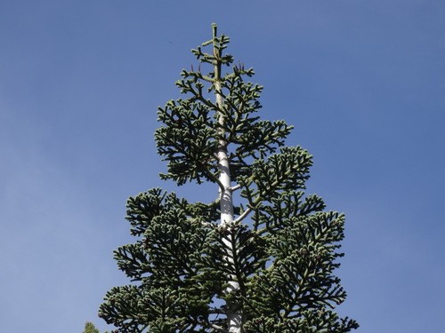 How to Plant and Grow Shasta red fir(Abies magnifica)