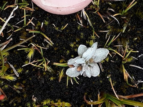 🌿 How to Transplant Euchiton traversii? (Ideal time, Methods, and Post ...