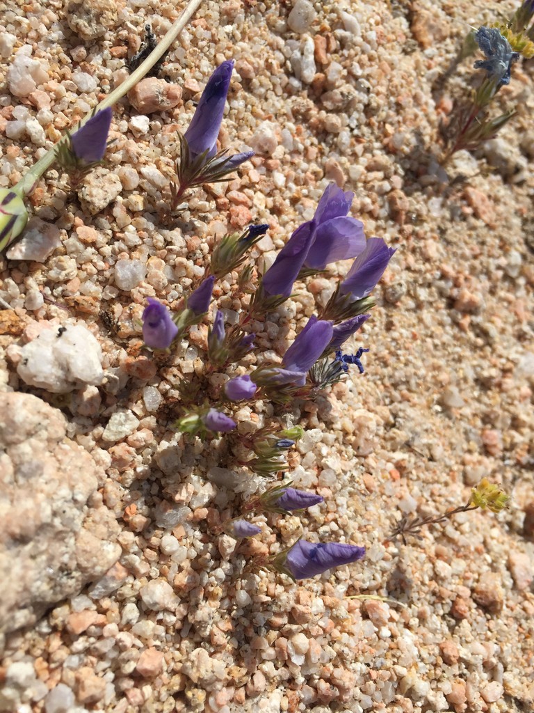 Linanthus parryae - PictureThis