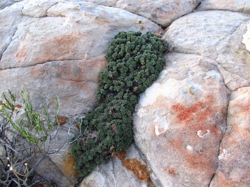 Petrophytum caespitosum - PictureThis