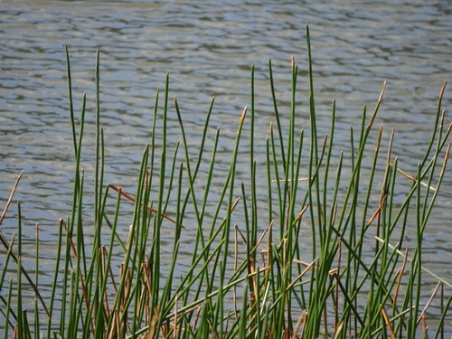 Tall spike sedge (Eleocharis sphacelata) Flower, Leaf, Care, Uses ...
