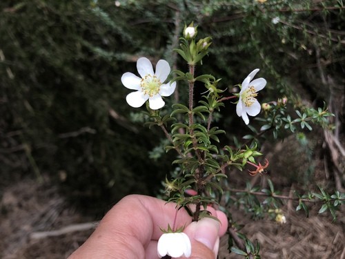 Bauera rubioides - PictureThis