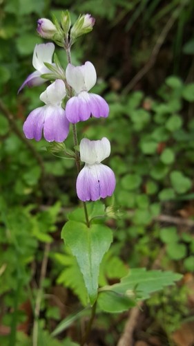 Collinsia multicolor - PictureThis