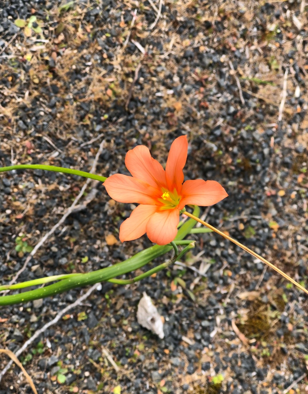 Cape Tulips Care (Watering, Fertilize, Pruning, Propagation) - PictureThis