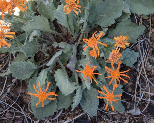 Packera greenei - PictureThis