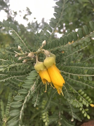 Cook strait kowhai (Sophora molloyi) Flower, Leaf, Care, Uses - PictureThis