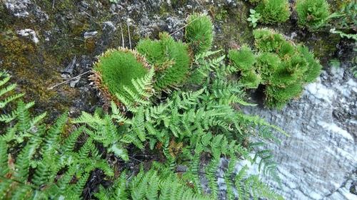 Spikemosses (Selaginella) Flower, Leaf, Care, Uses - PictureThis