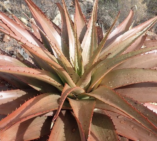 Aloe lineata - PictureThis