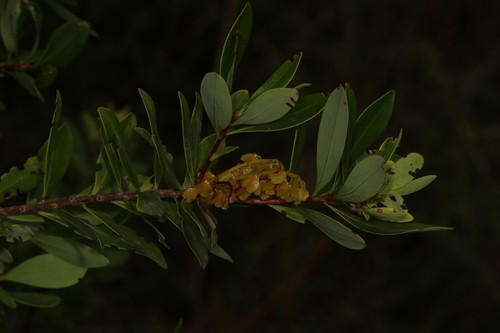Cliftonia monophylla - PictureThis