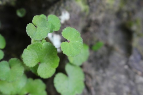 Hydrocotyle americana var. heteromeria - PictureThis