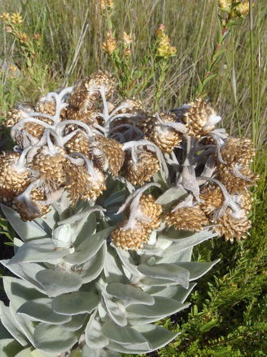 Syncarpha eximia - PictureThis