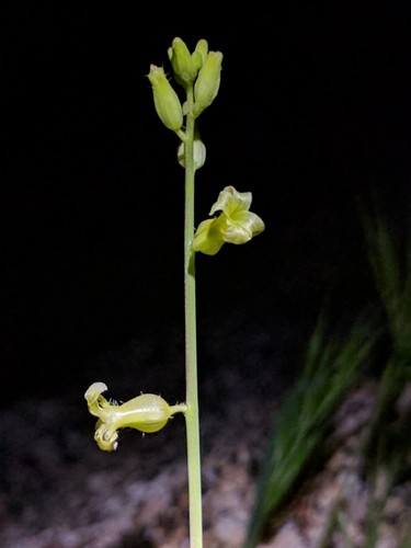 Caulanthus simulans - PictureThis