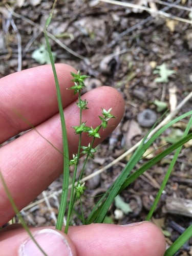 Rosy sedge Care (Watering, Fertilize, Pruning, Propagation) - PictureThis