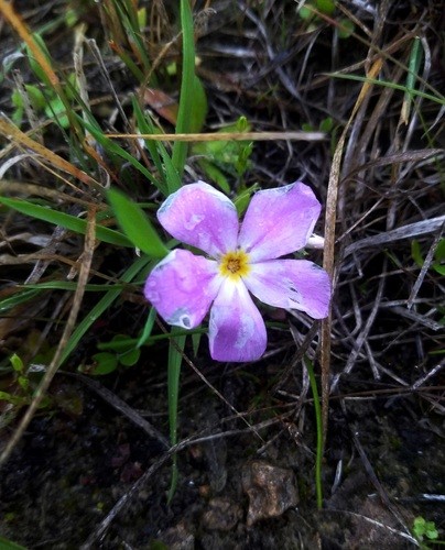 Goldeneye phlox (Phlox roemeriana) Flower, Leaf, Care, Uses - PictureThis