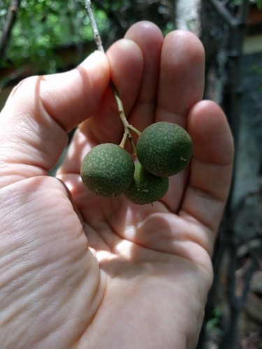 Bonellia Flower, Leaf, Care, Uses - PictureThis