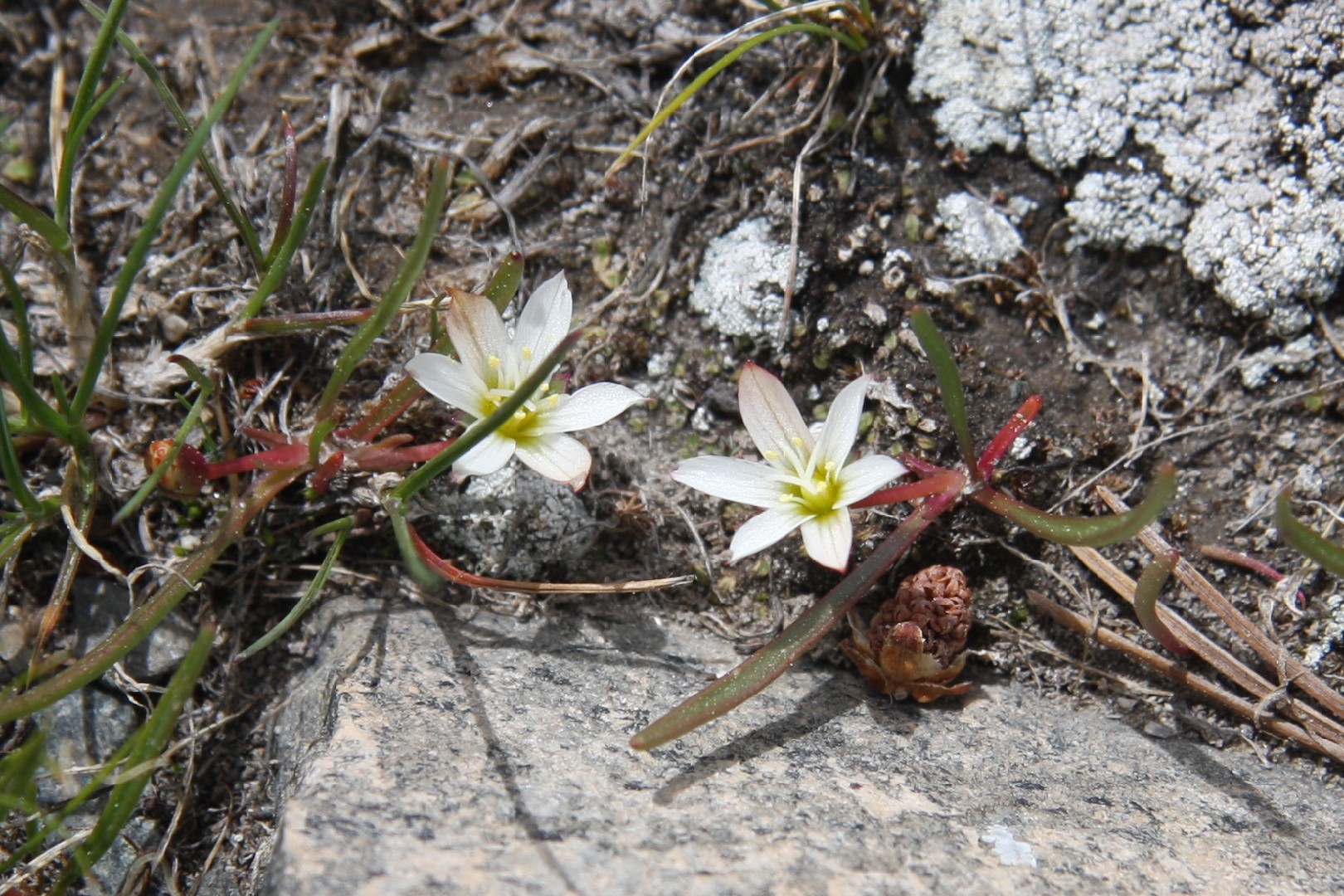 Lewisia pygmaea - PictureThis