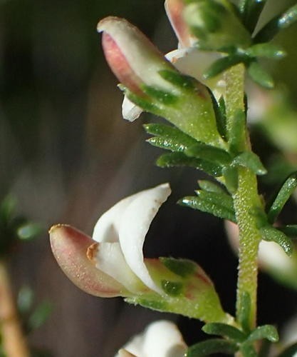 Aspalathus hispida - PictureThis