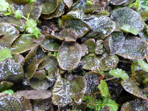 Gunnera prorepens - PictureThis