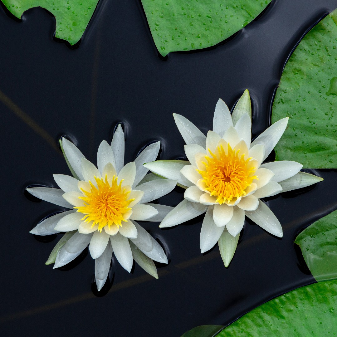 American white water-lily (Nymphaea odorata) Flower, Leaf, Care, Uses ...